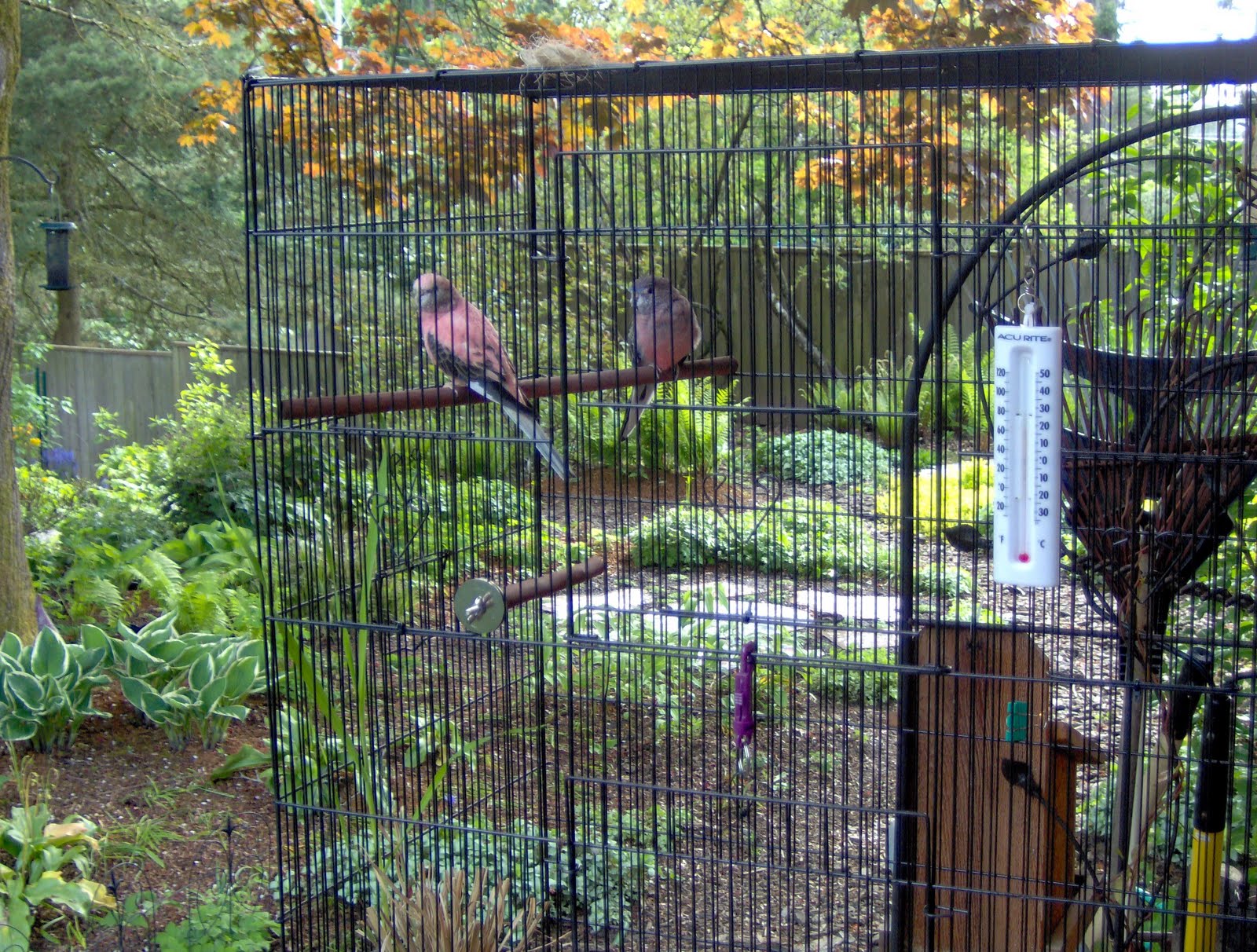 The Splendid Bourke Bird Blog: AVIARIES AND CAGES OUTDOORS