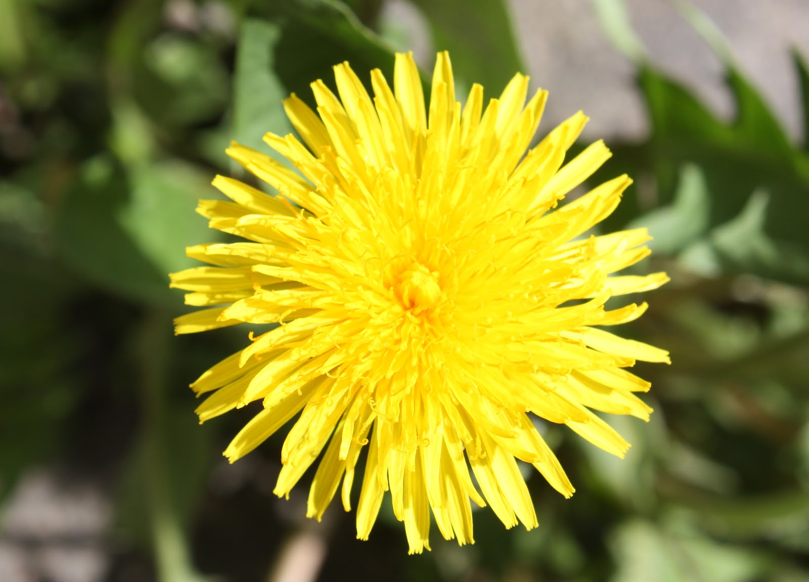 Heléns Trädgårdsplätt: Mask + ros = maskros