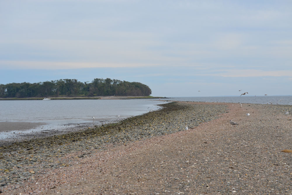 Woods Walks and Wildlife: Charles Island Adventure