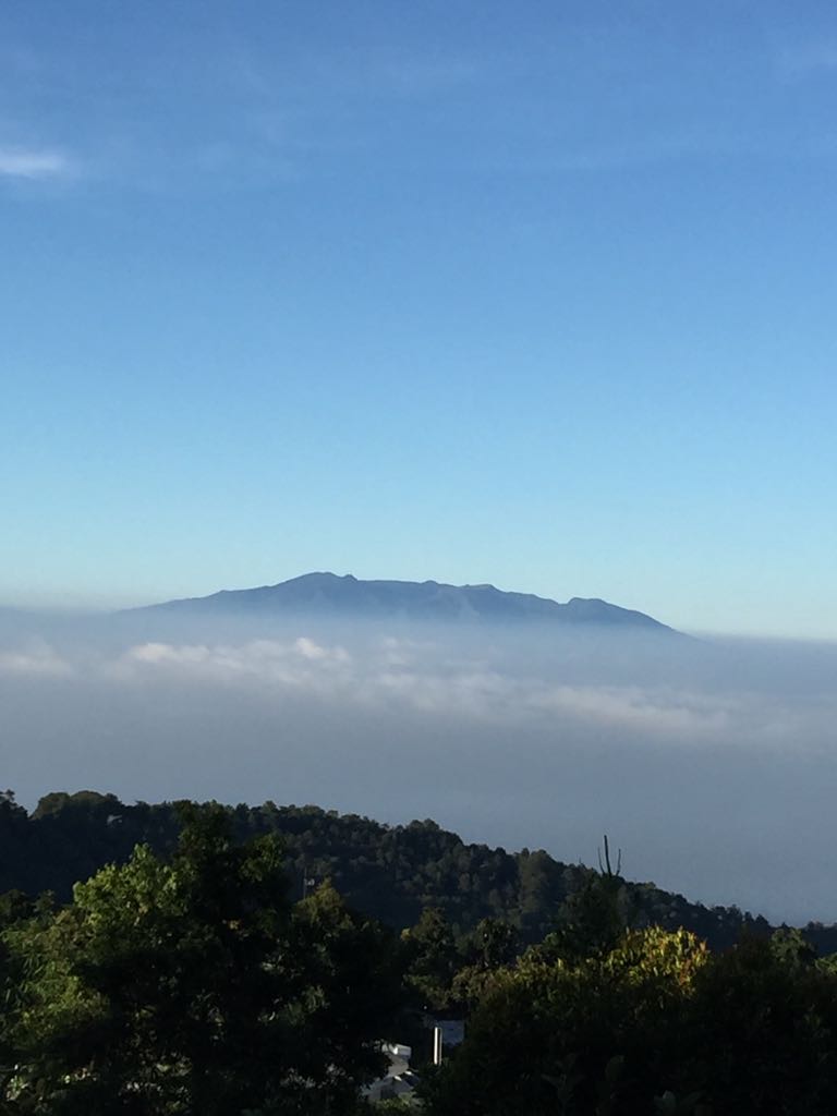 Dua jenis Bambu dengan diameter Terbesar di Dunia ternyata ada di sini