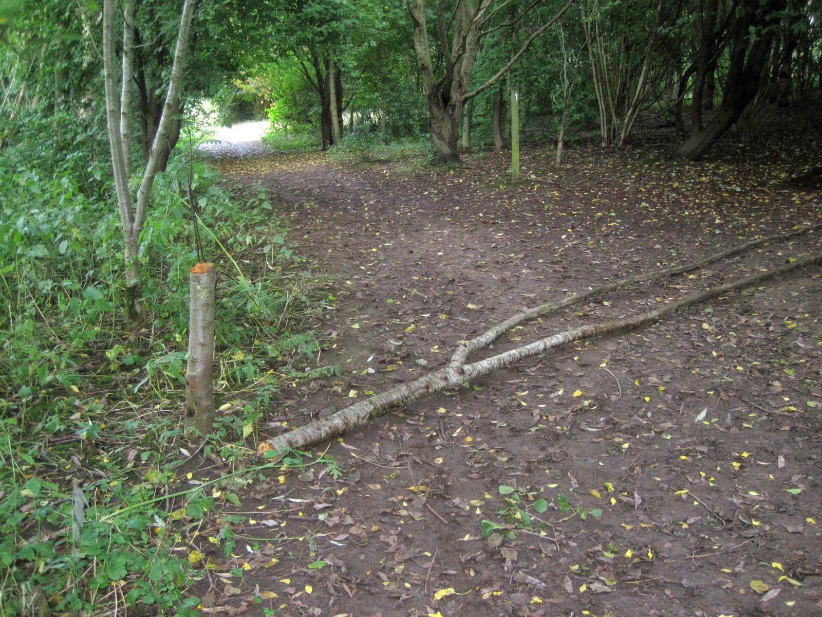 Filnore Woods Blog: Eliminating hazards