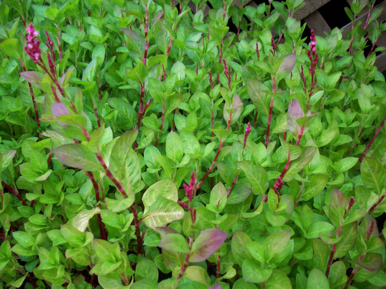 An Impartation of Color: Japanese Indigo (Polygonum tinctorium) - leaves