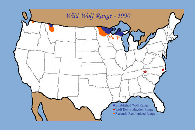 Abe's Animals: American gray wolf range map illustration