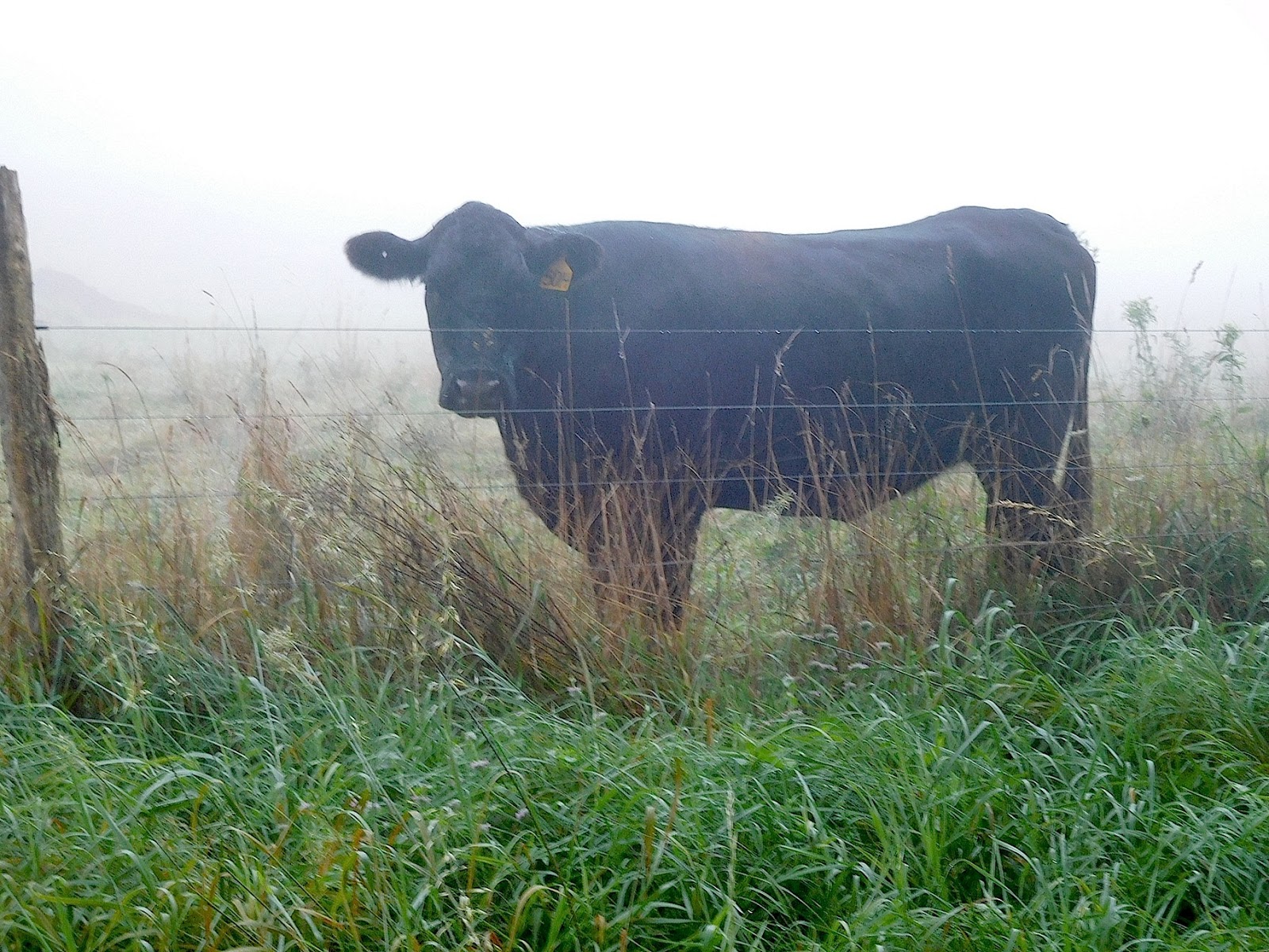 Life is Good : ): Zucchini Chocolate Cake