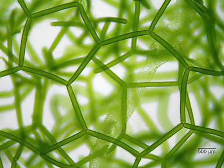 Captured by the beauty of an algal net