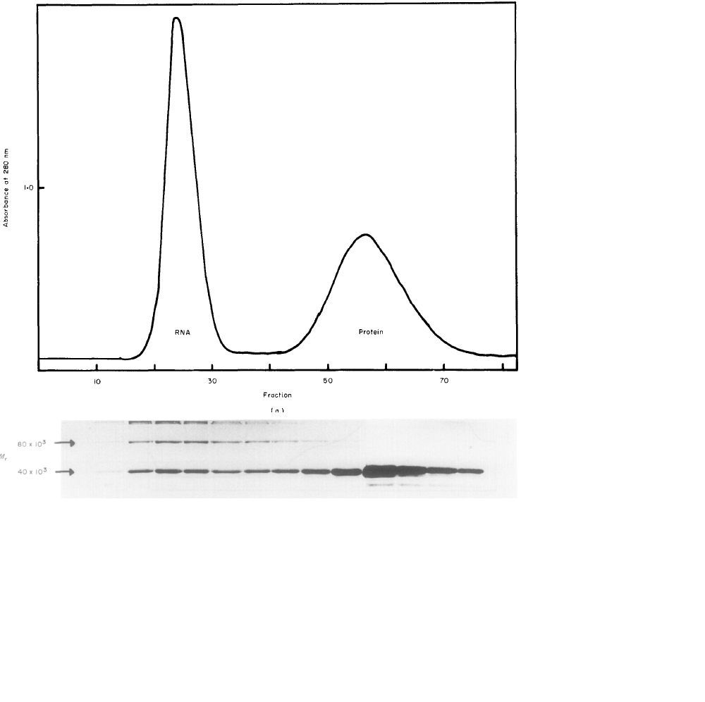 Playing with Packaging Signals: Explaining dissociation and re-assembly ...