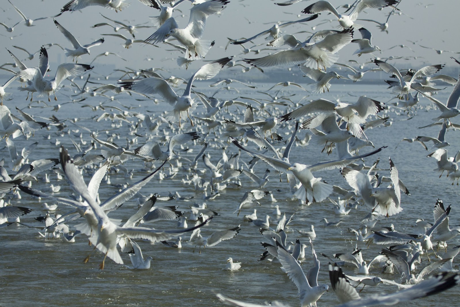 Birding Is Fun!: BSBO Pelagic Trips: King Eider!