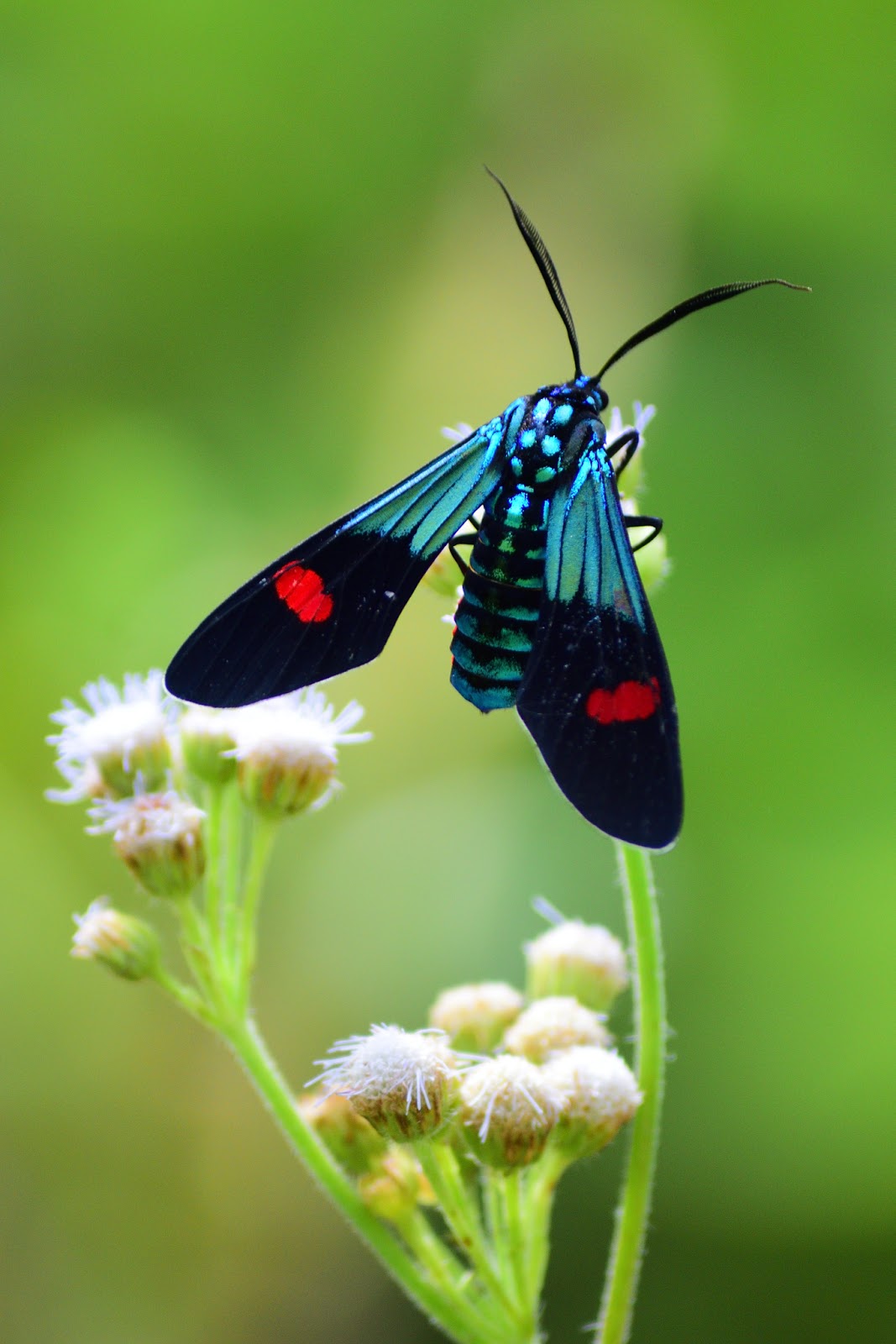 Blue Moth in Costa Rica