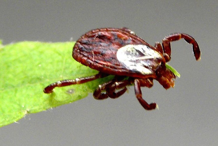 Springfield Plateau: Beware the Tick