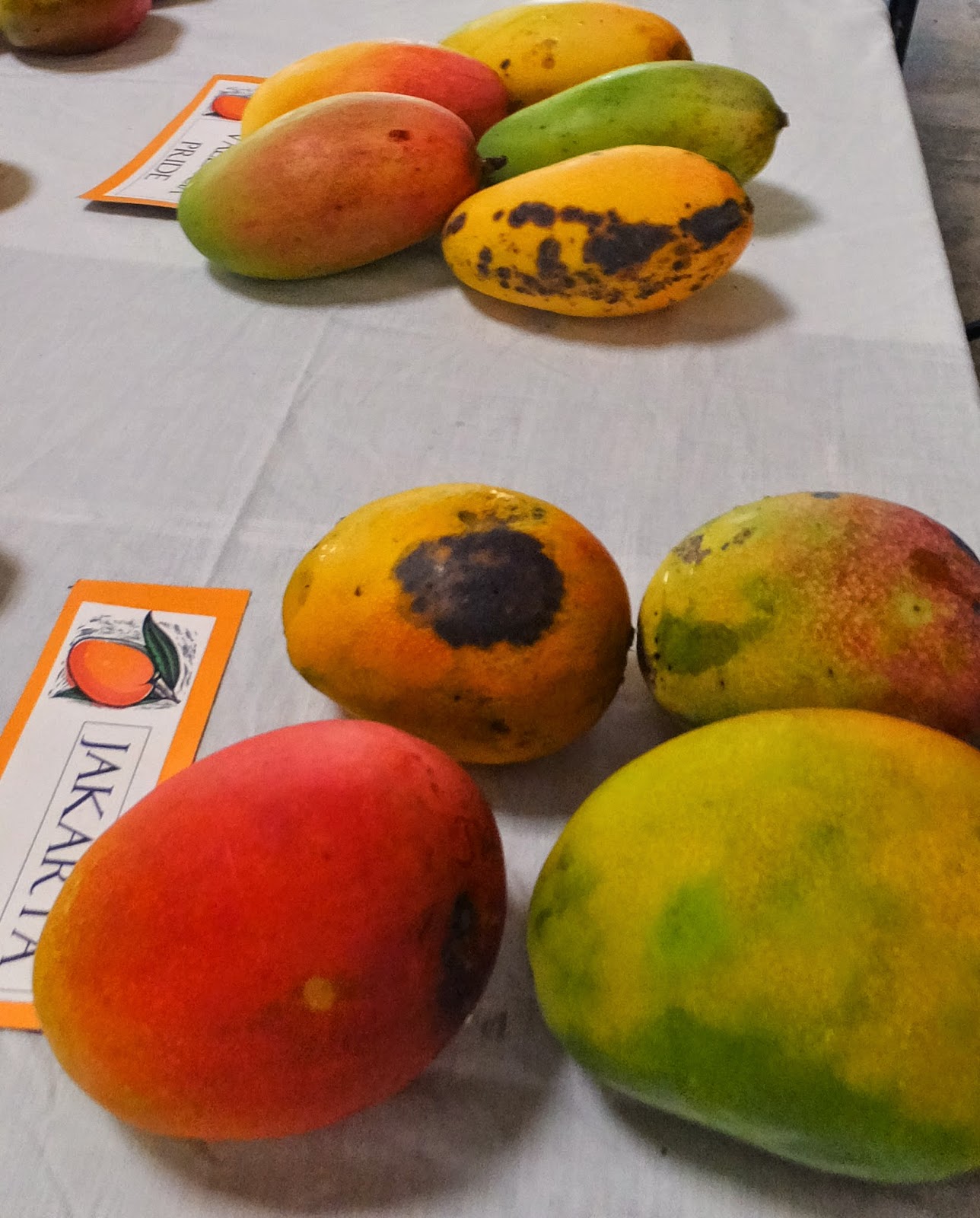 Humanity Squared: St. Croix Mango Melee and July 4th Fireworks