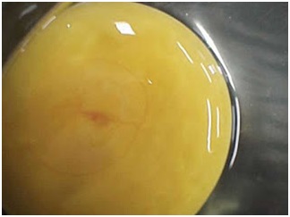 20 Tahap Perkembangan Embrio Ayam Dalam Telur ~ Hobi Ayam