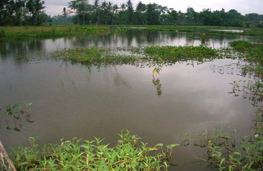 3 Manfaat Rawa di Indonesia ~ Ruana Sagita