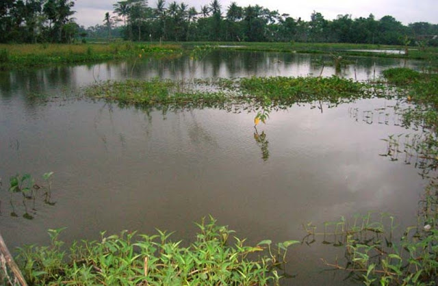 3 Manfaat Rawa di Indonesia ~ Ruana Sagita