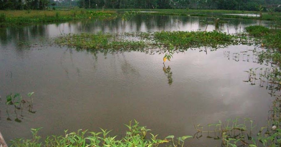 3 Manfaat Rawa di Indonesia ~ Ruana Sagita
