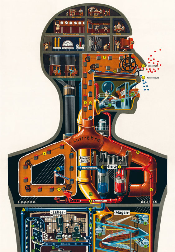 मानव शरीर (Human body) एक अद्भुत कारखाना (Factory)