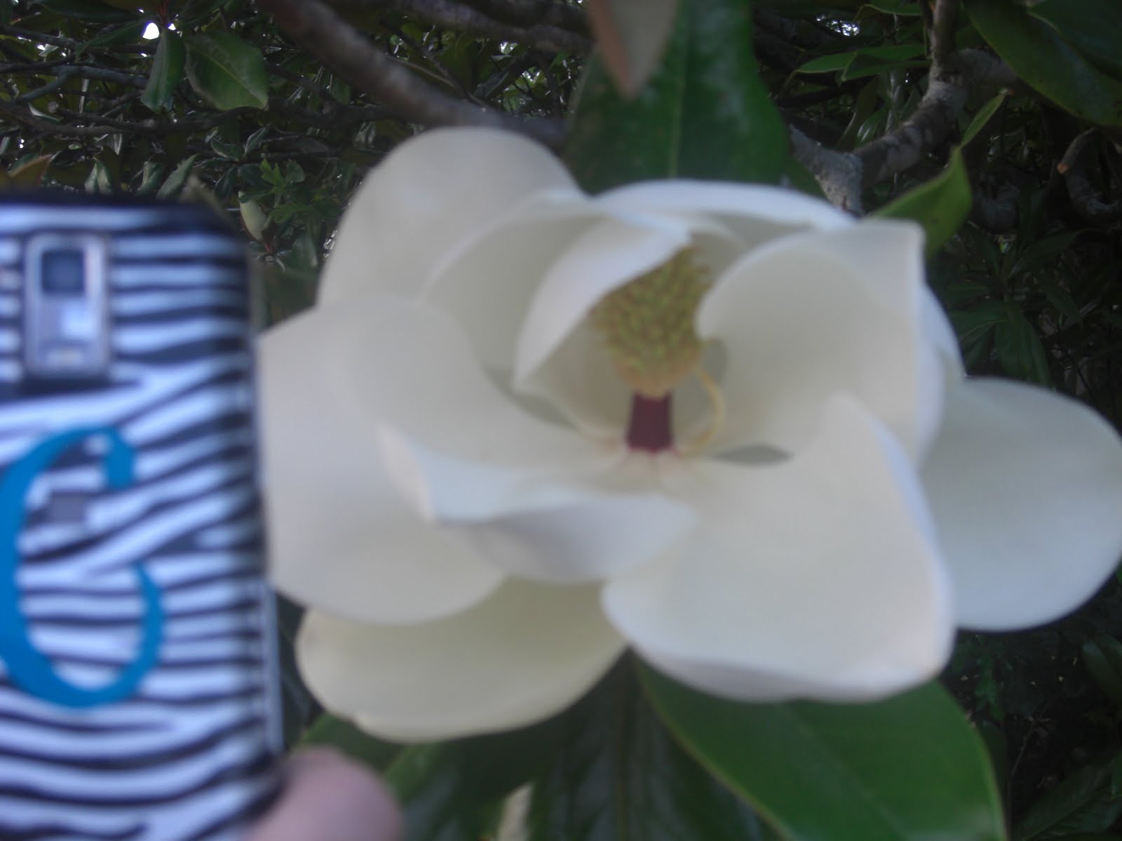 STHS AP Biology: Dicot plant with flower and leaf