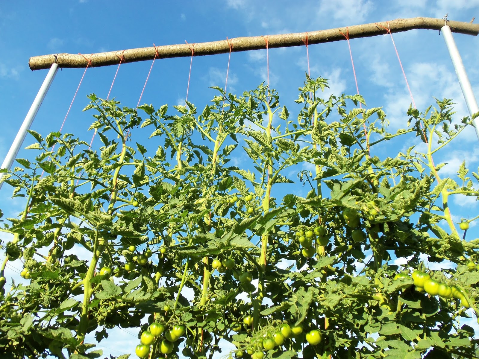 Whizbang Trellis Instruction: How to MakeT-Post Trellis Spans