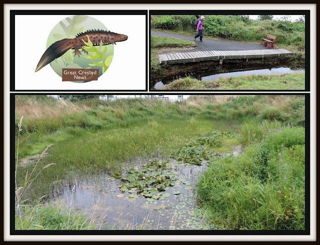 The Glebe Blog: Wigtownshire Ramblers Stoneykirk Circular August 2013