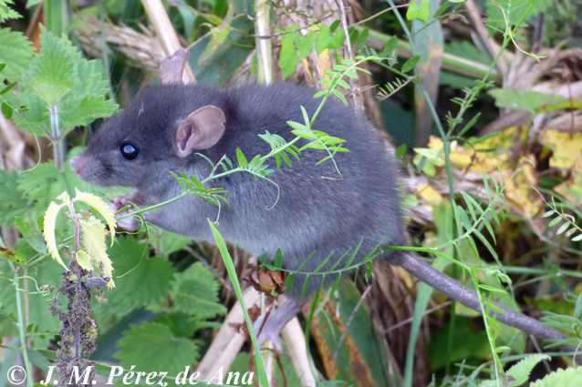 Macizo de Gorbeia: Rata negra