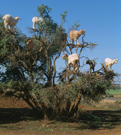 Why Goats Went On Tree In Morocco? - Really Amazing And Strange | Most ...