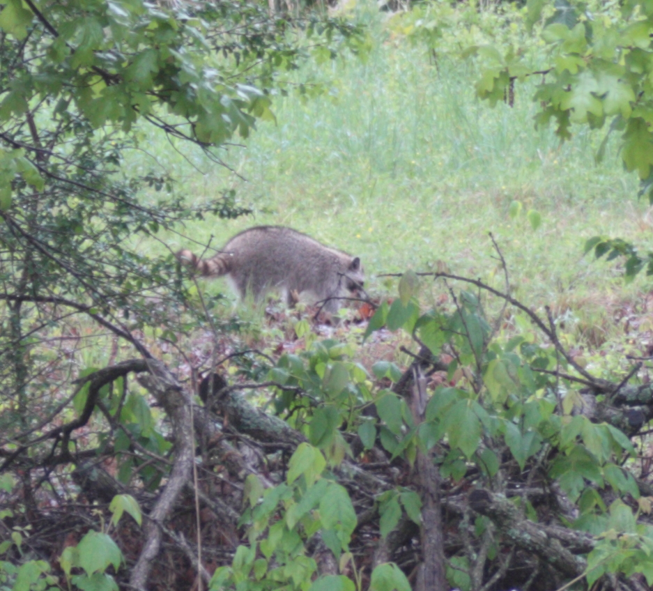 The Birds & The Bees: Purple Martin Sub-Adults Arrive in Missouri