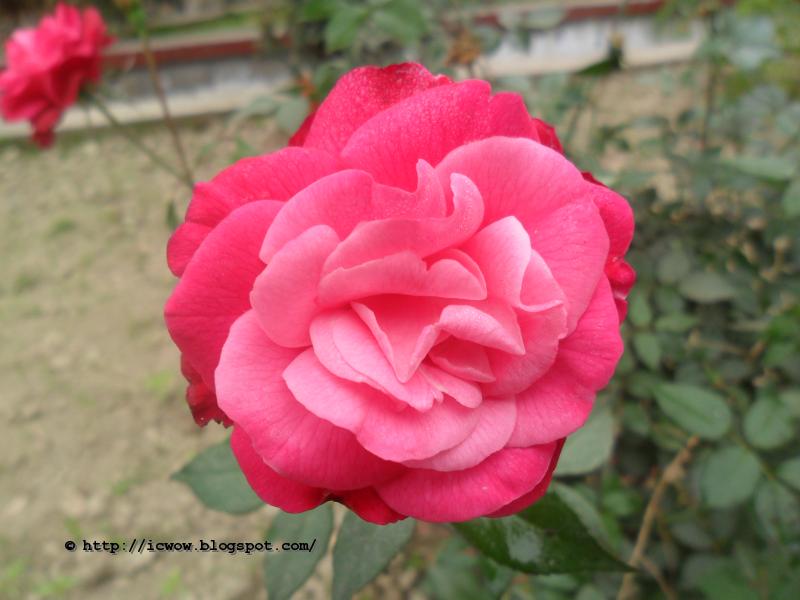 Various Roses(বাহারি গোলাপ ফুল) - Rosa L