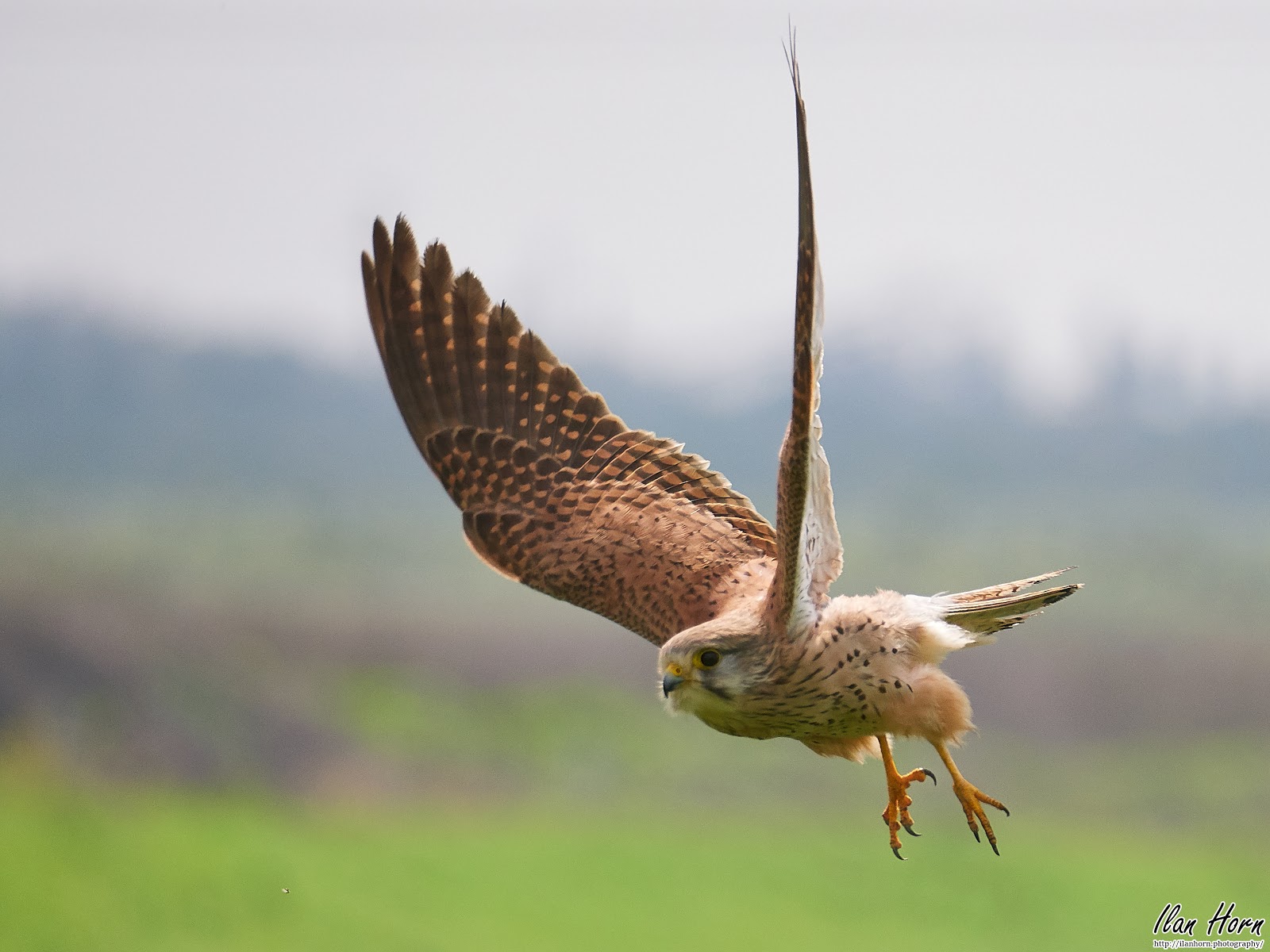 Common Kestrel in Flight