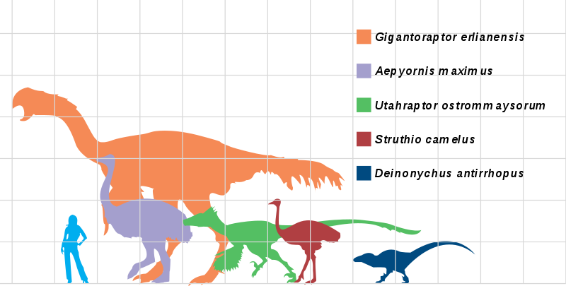 ACravan: Ornicopia 6 (Big Bird Part 2)