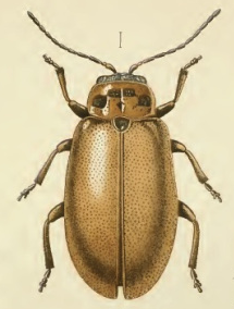 The Heather Trust: Heather Beetle - a knowledge summary