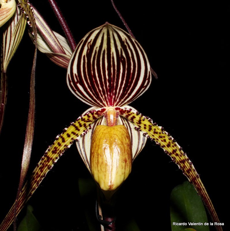 Ricardo's Blog, : Paphiopedilum St. Swithin (rothschildianum x ...