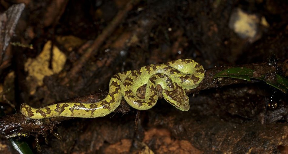 Photo of the day: Agumbe - Treasure of the Western Ghats