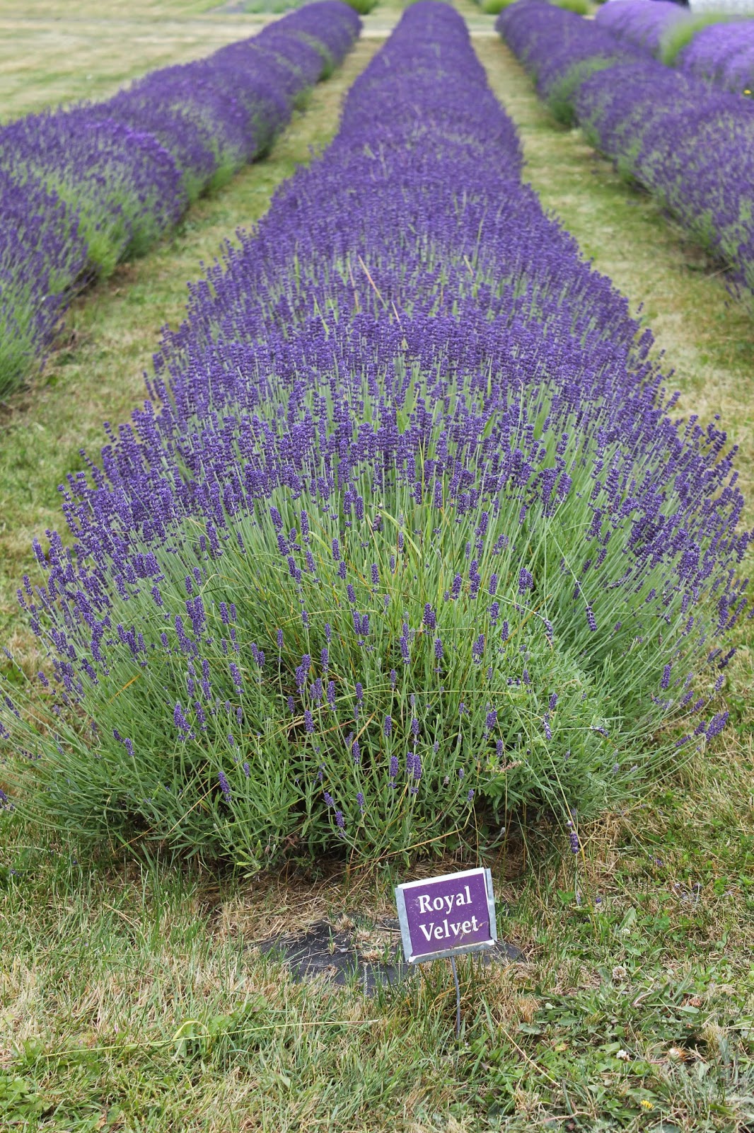 Scrap Happiness: Taking a Trip Down Lavender Lane