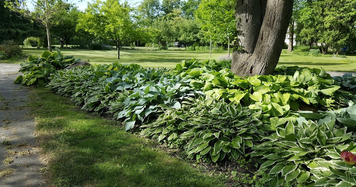 Gear Acres at Top of the Hill: Hosta Update