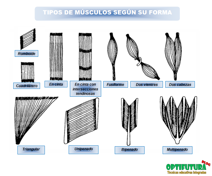 Tipos de músculos según su forma [Anatomía y fisiología humana ...