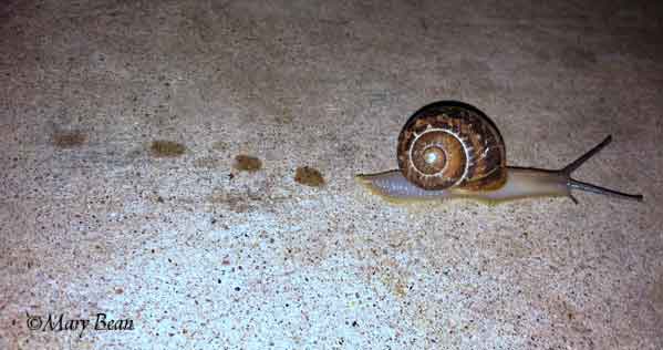 Retired--Now What?: Snail Tracking Photo Addendum
