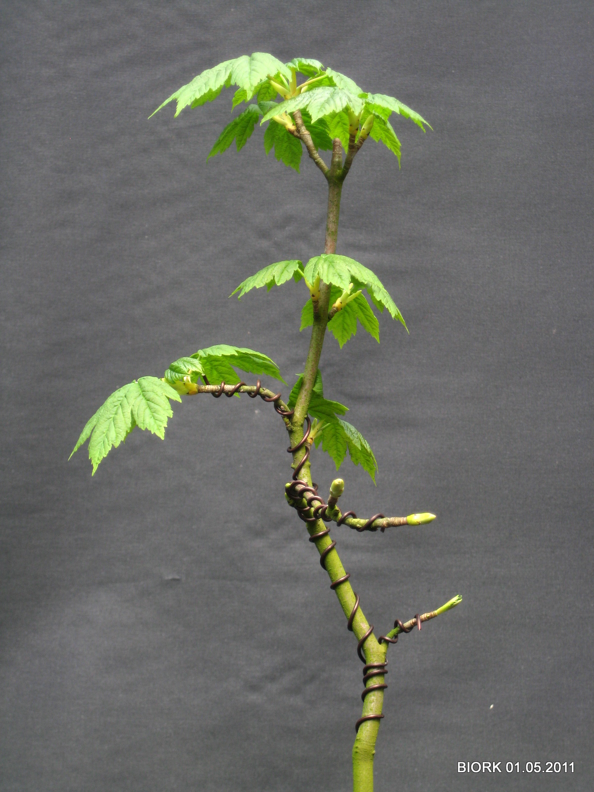 My Bonsai: Norway Maple Update