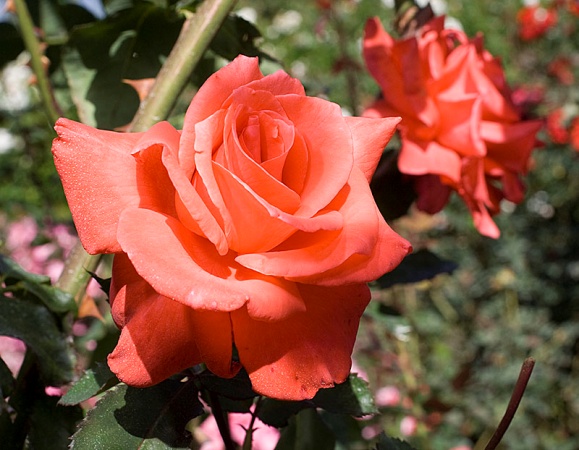 Madeira Rose Garden-English: Modern Garden Roses