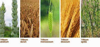 A SAGA DO TRIGO: Triticum aestivum