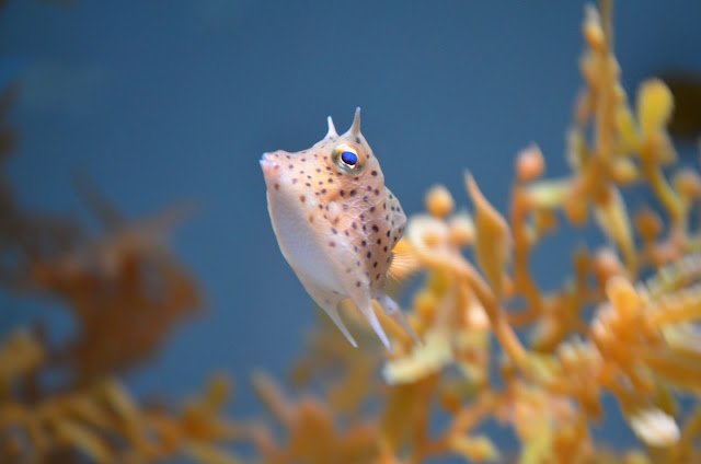 Exhibit Galleries Blog