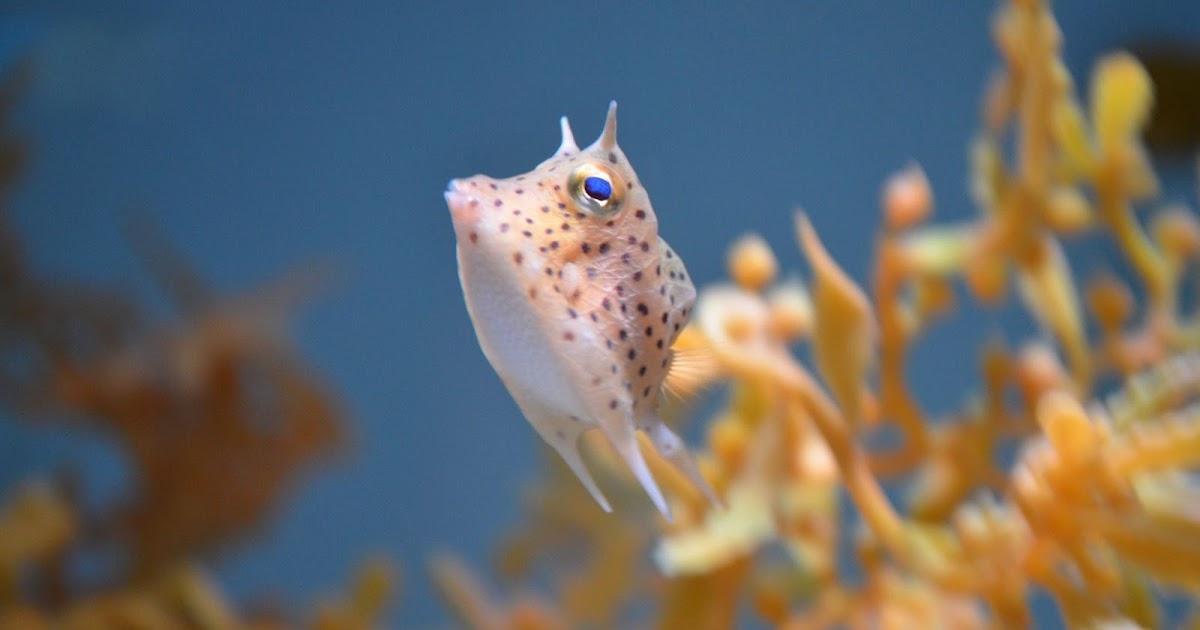 Exhibit Galleries Blog: Baby Fish! Meet the Newest Gulf Stream Orphans