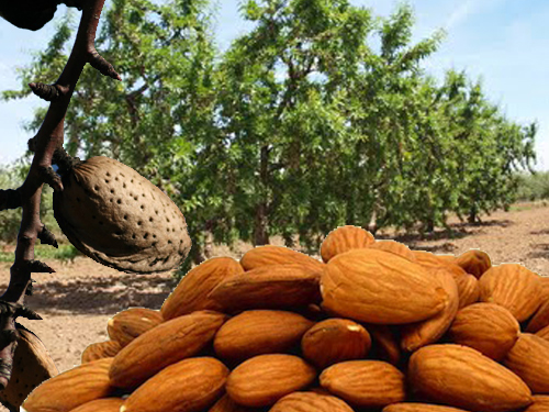 Chavanel Blog: ALMENDRA: CARACTERÍSTICAS Y CURIOSIDADES