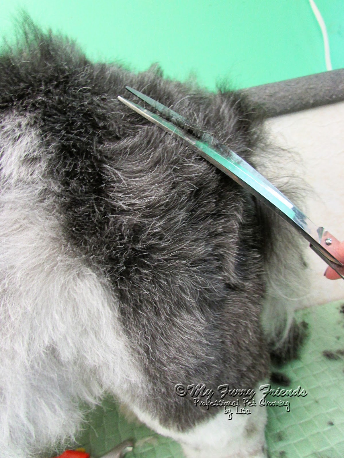 Pet Grooming: The Good, The Bad, & The Furry: Makeover Monday #1