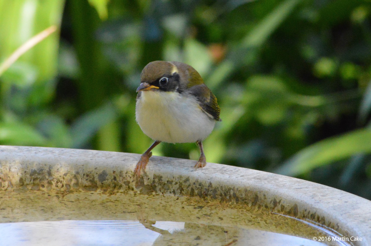 Leeuwin Current Birding: The naming of Gilbert's Honeyeater