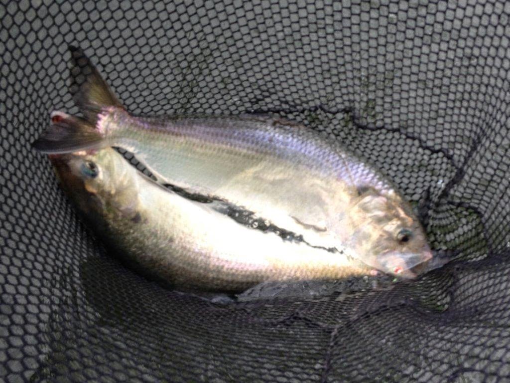 Shad Fishing in Oregon | Water Time Outfitters