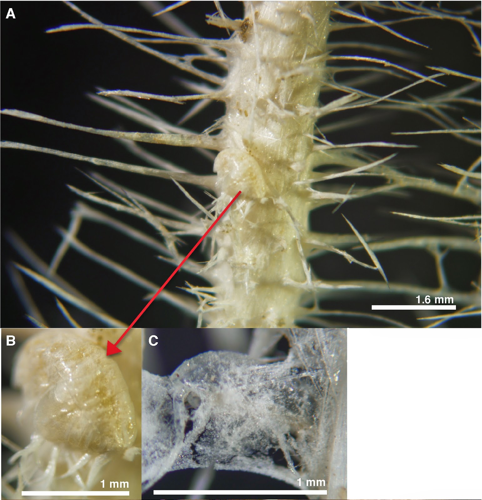 Sciency Thoughts: Four new species of Carnivorous Sponges from the ...
