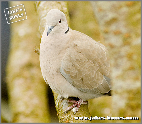 The RSPB Big Garden Birdwatch (with a video !) : Jake's Bones