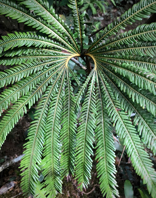 Mount Ophir, Malaysia: Alfred Wallace's 1854 ascent and a climb in the ...