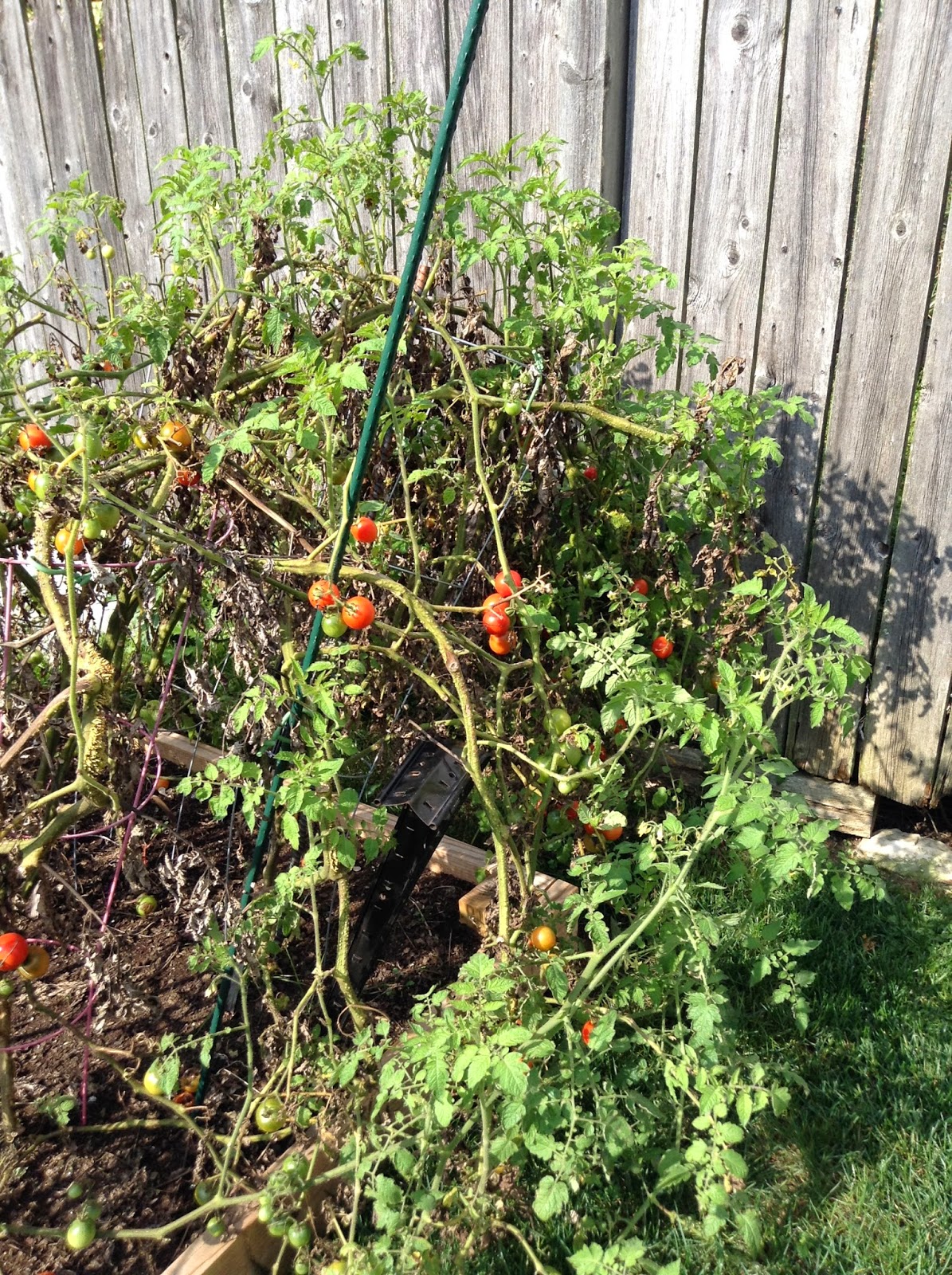 Lessons from the Garden