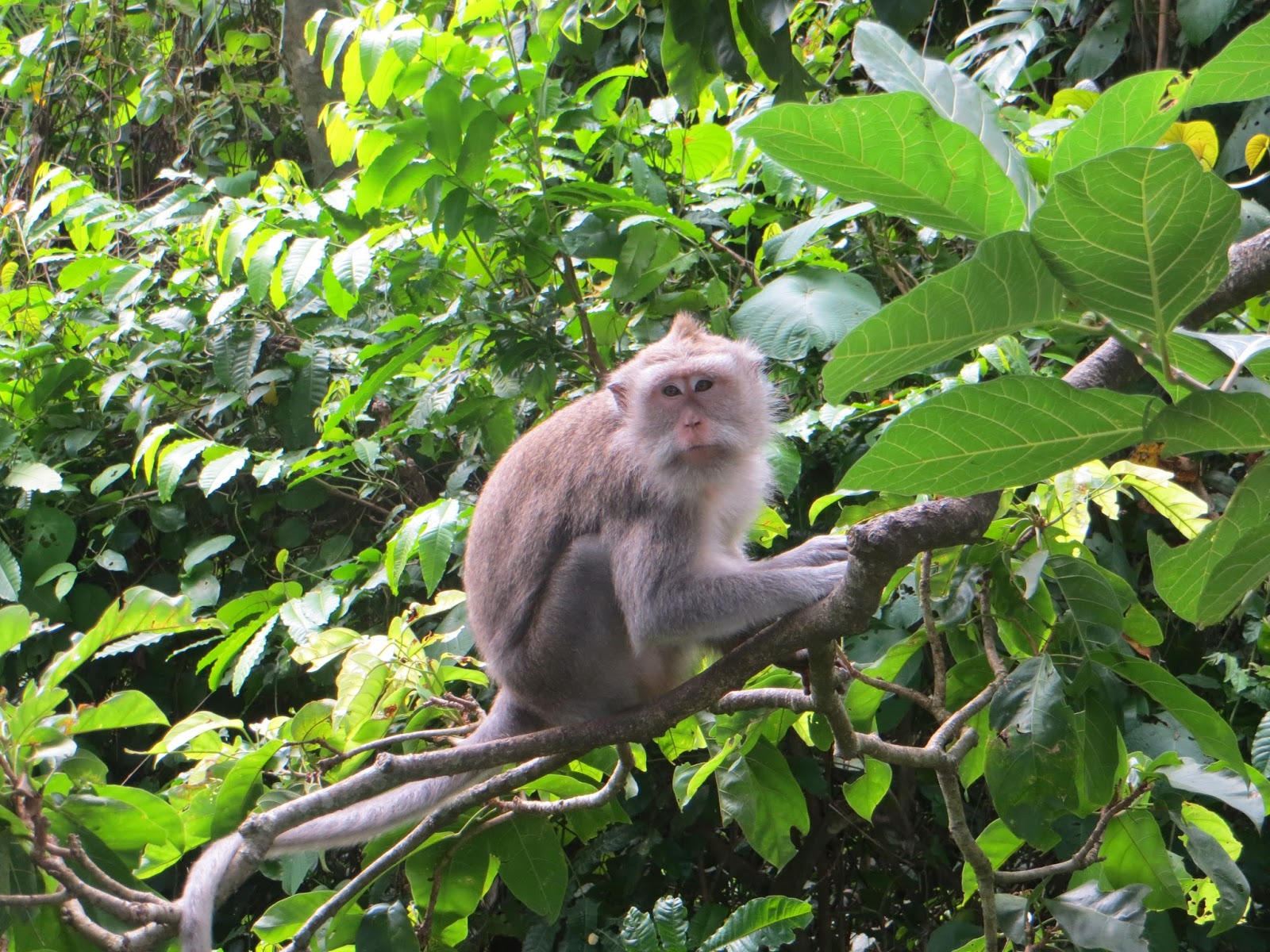 tuscanroad: Monkey Forest and Ubud