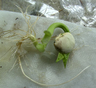 Lessonplan2example: Lima Bean Germination Day 10